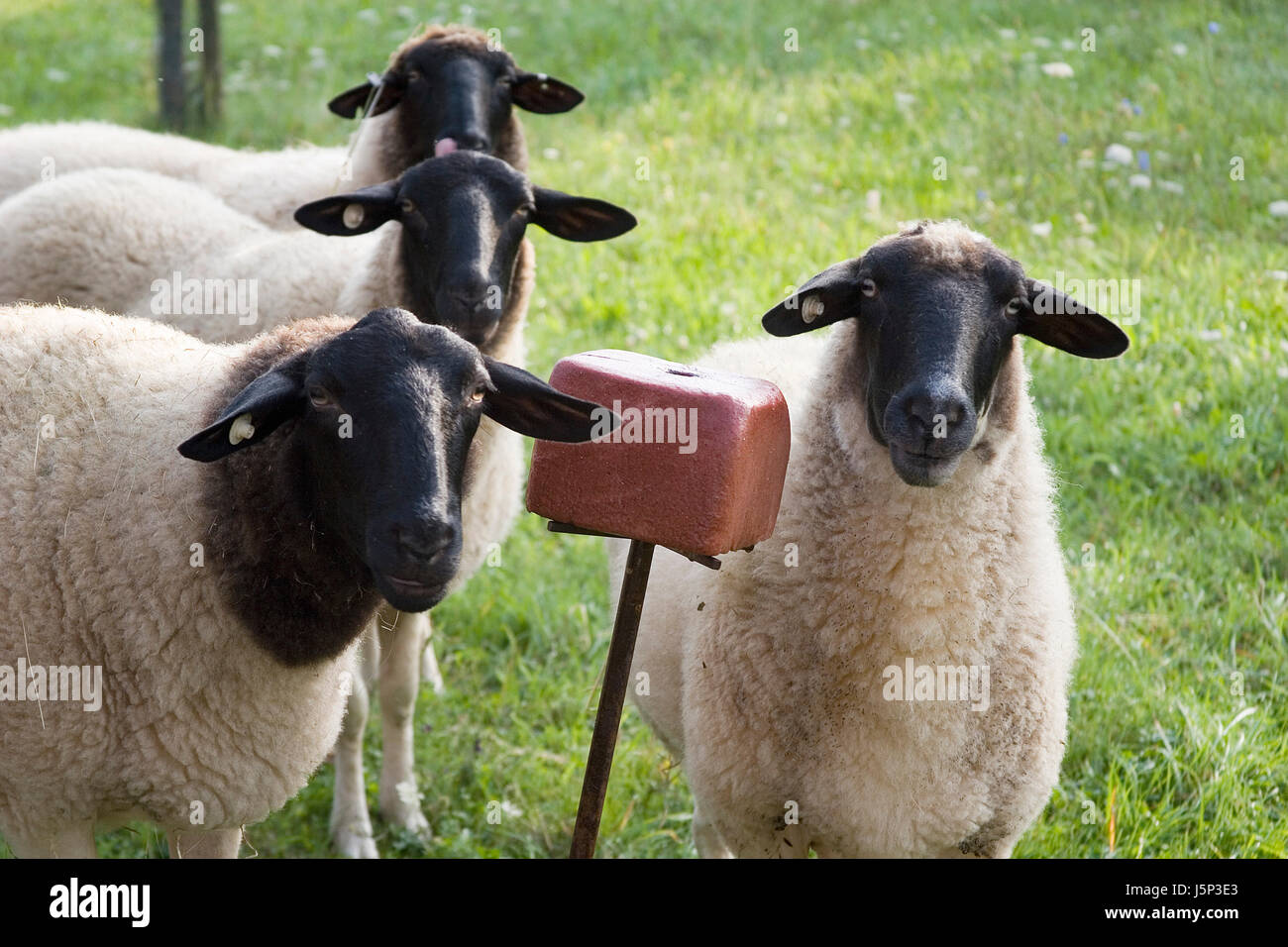 animals four counter-light heads gate flock of sheep sheep (pl ...