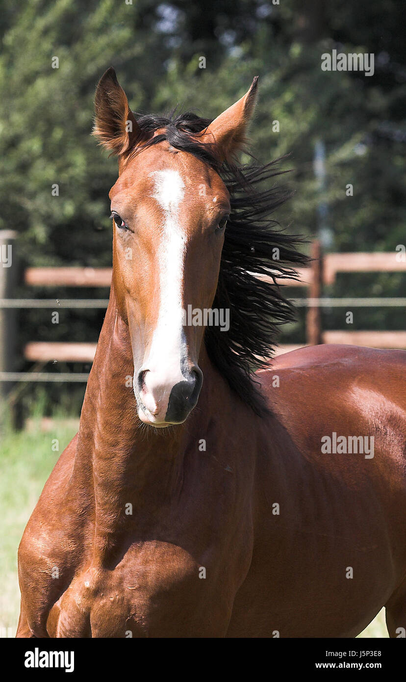 motion postponement moving movement horse portrait gallop stallion ...