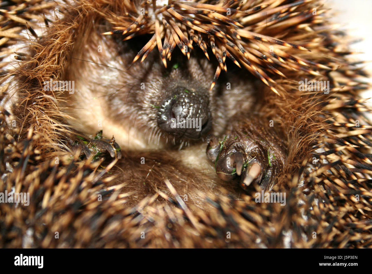 mammal prickle hedgehog insectivore insectivorous winter sleep ...