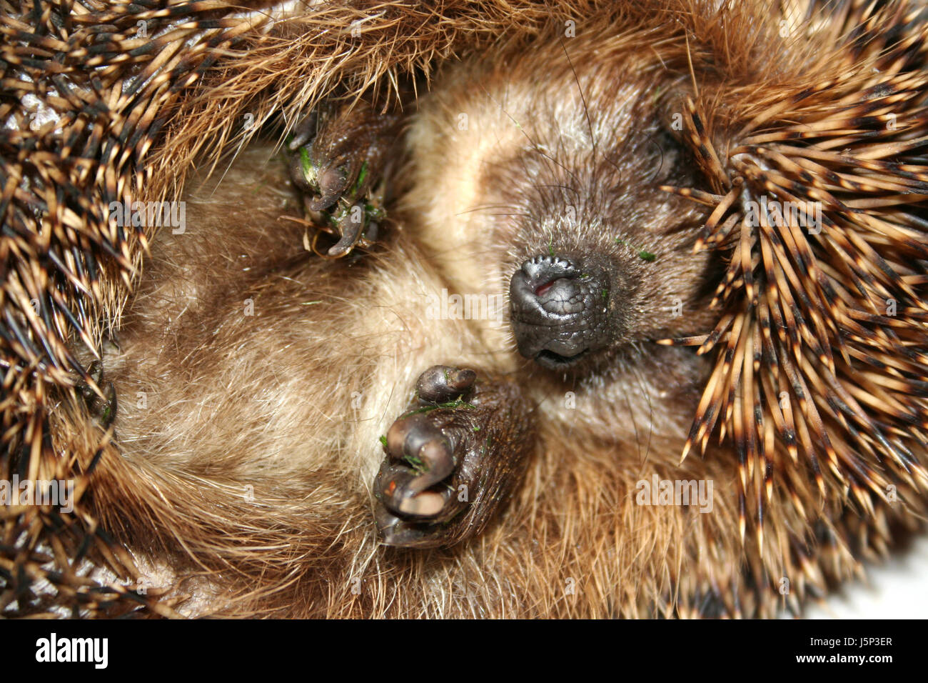 mammal prickle hedgehog insectivore insectivorous winter sleep ...
