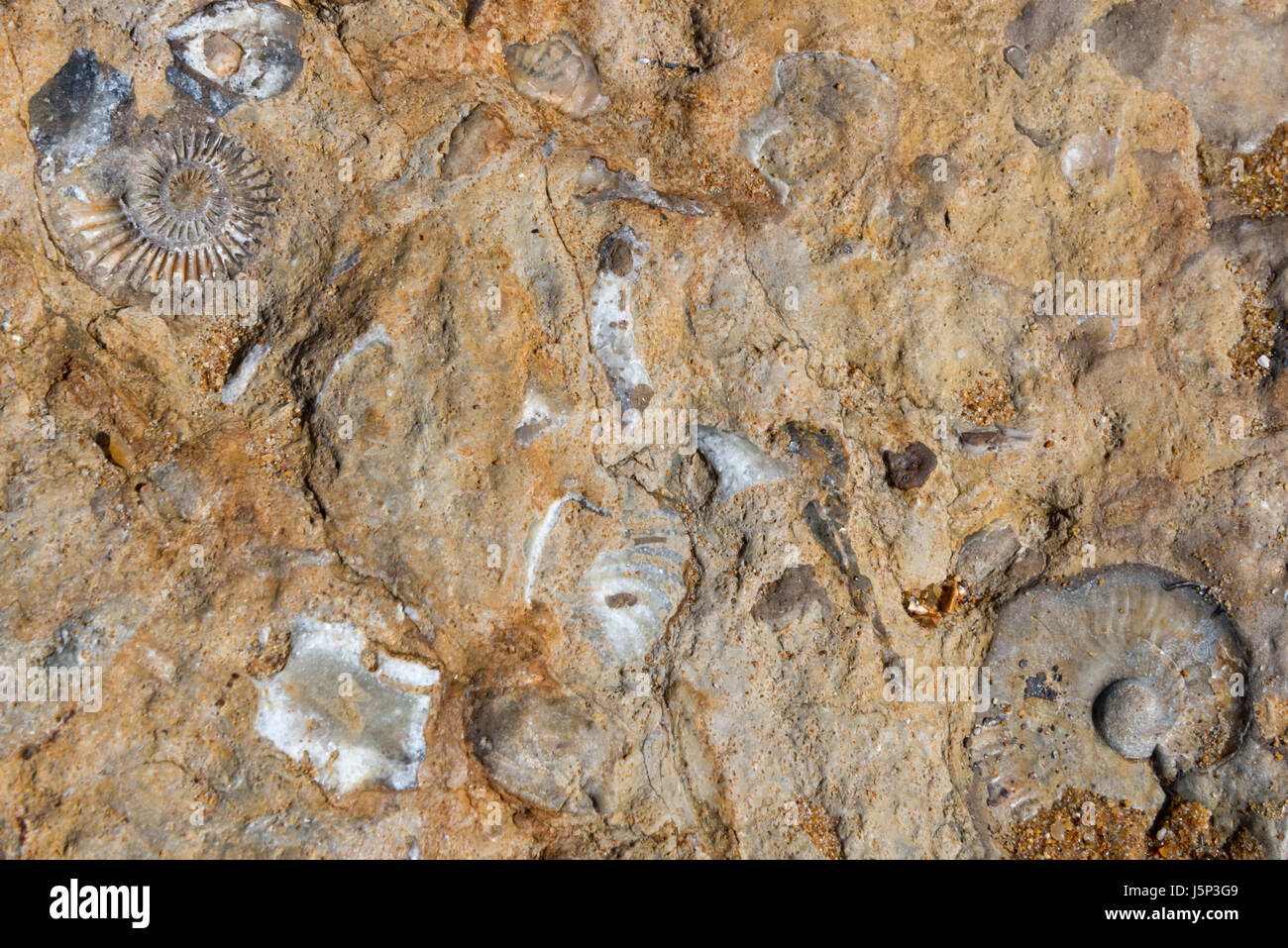 an assortment of fossils in giant rock boulders layiong on the beach ...