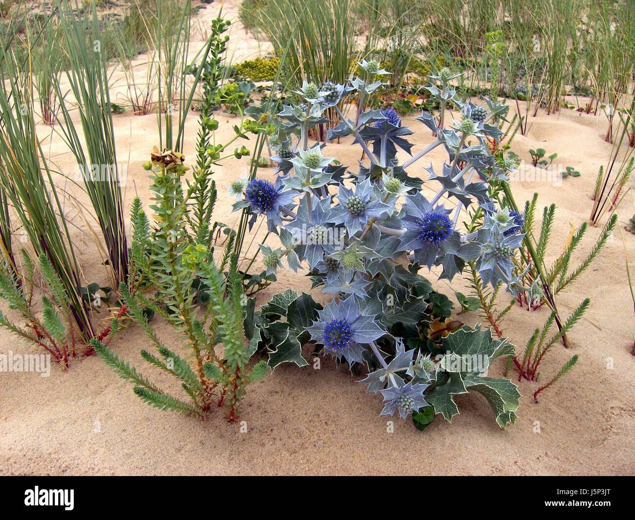 flora atlantic ocean salt water sea ocean water france dry dried up ...