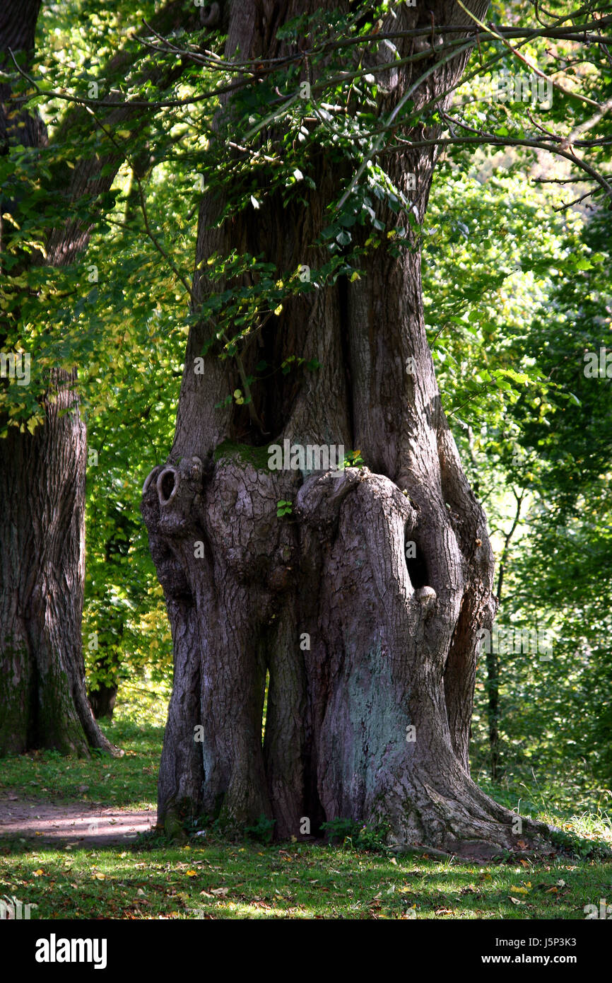 shine shines bright lucent light serene luminous tree trees green wood ...