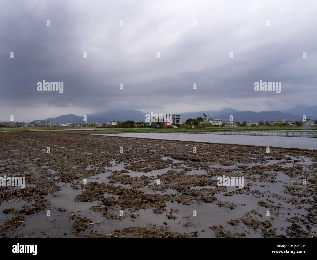 Rice fields after harvest between dwellings in Yilan, Taiwan Stock ...