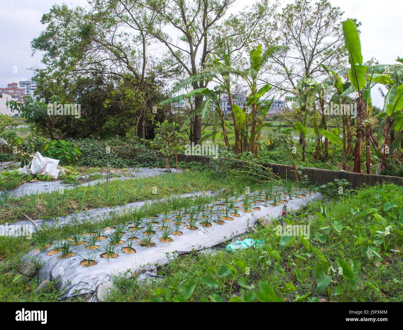 Backyard vegetable garden in Taiwan Stock Photo - Alamy