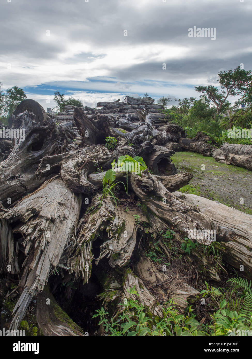 Camphor root hi-res stock photography and images - Alamy