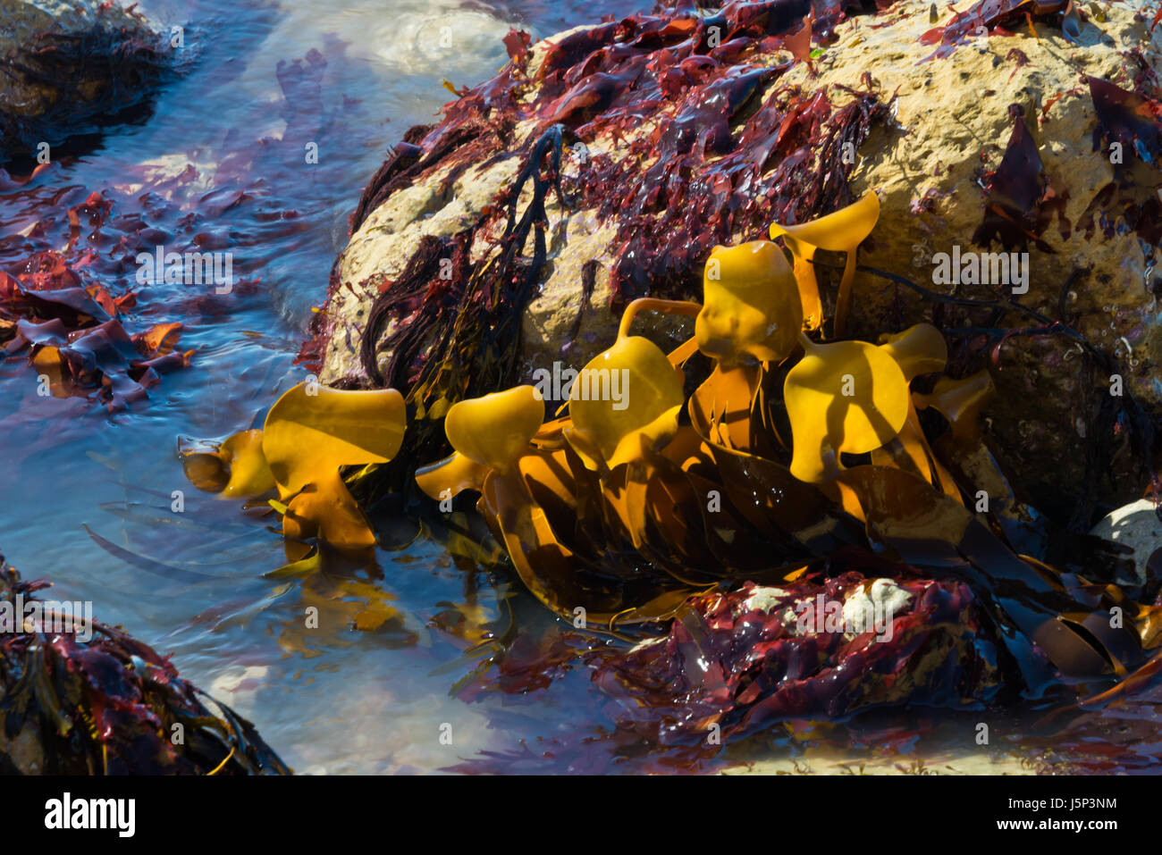 soft sunlight backlighting colourful seaweed in a rockpool on the beach ...