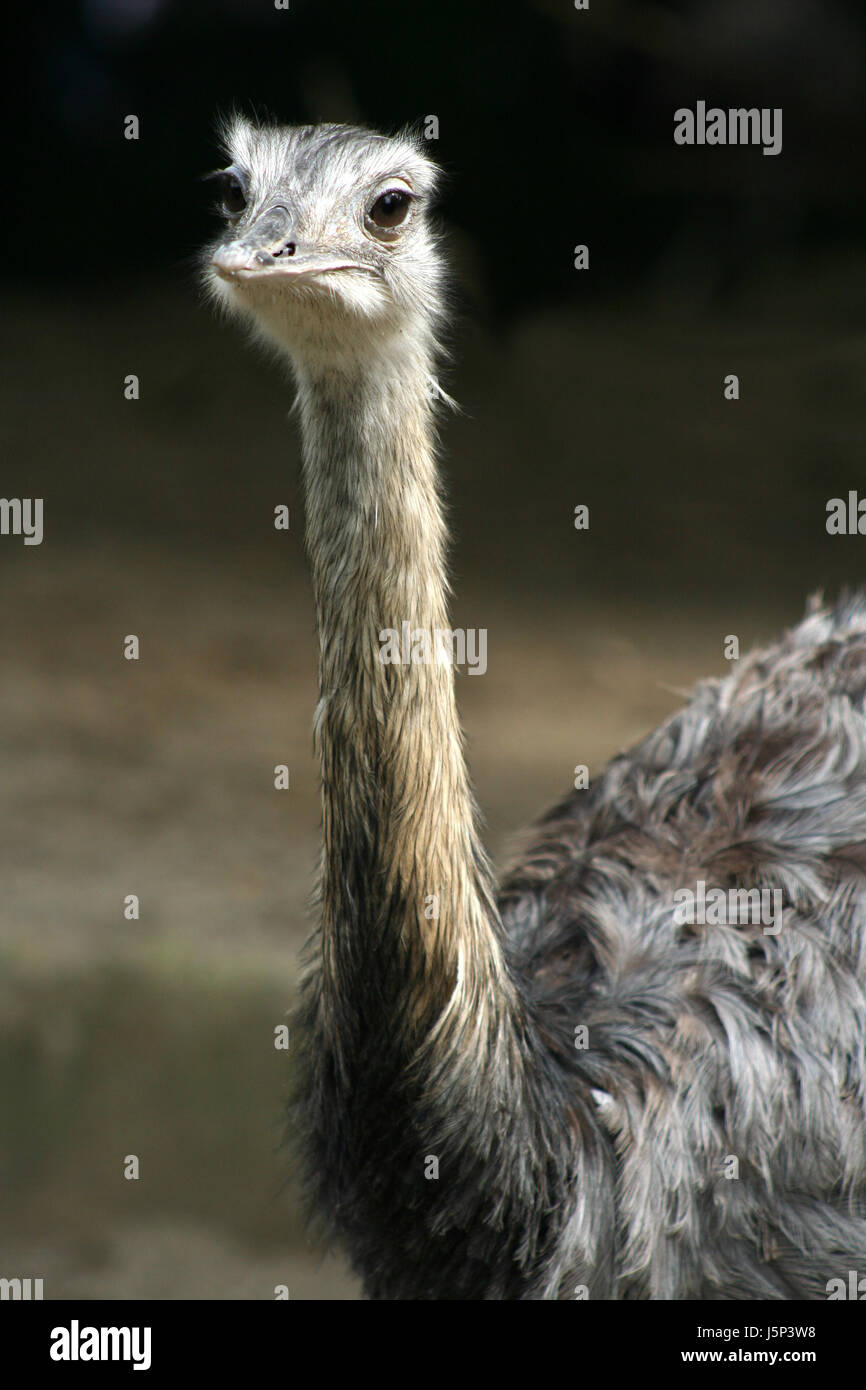 Straussenvogel hi-res stock photography and images - Alamy