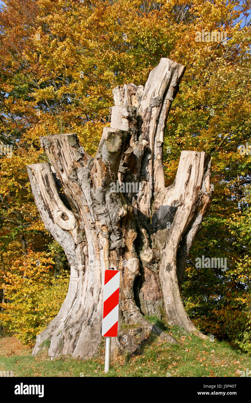 Baumtorso hi-res stock photography and images - Alamy