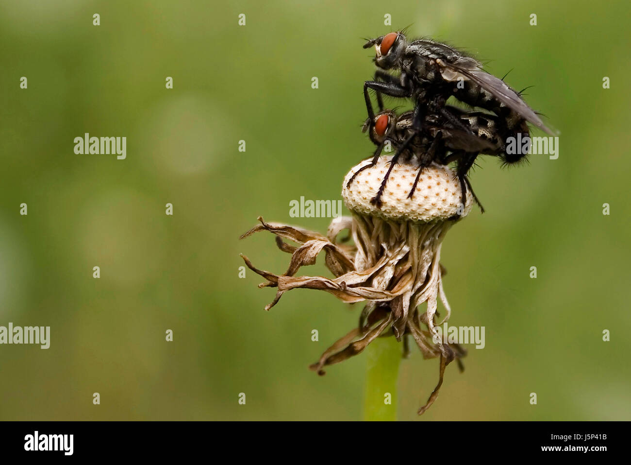 macro close-up macro admission close up view flies insects flower ...