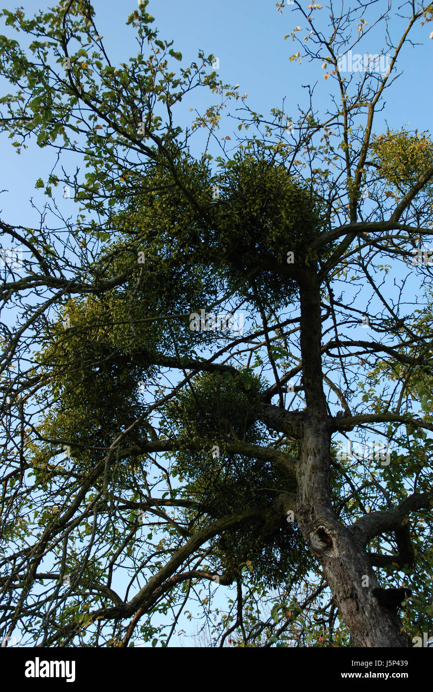 tree blossoms berries host bleed germ parasite mistletoes germs plant ...