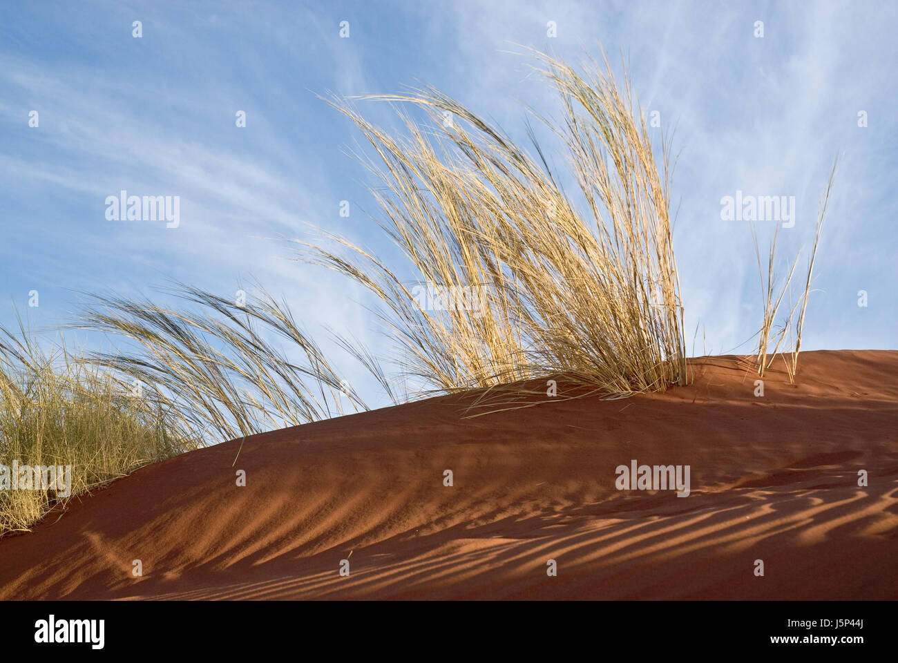 the living desert Stock Photo - Alamy