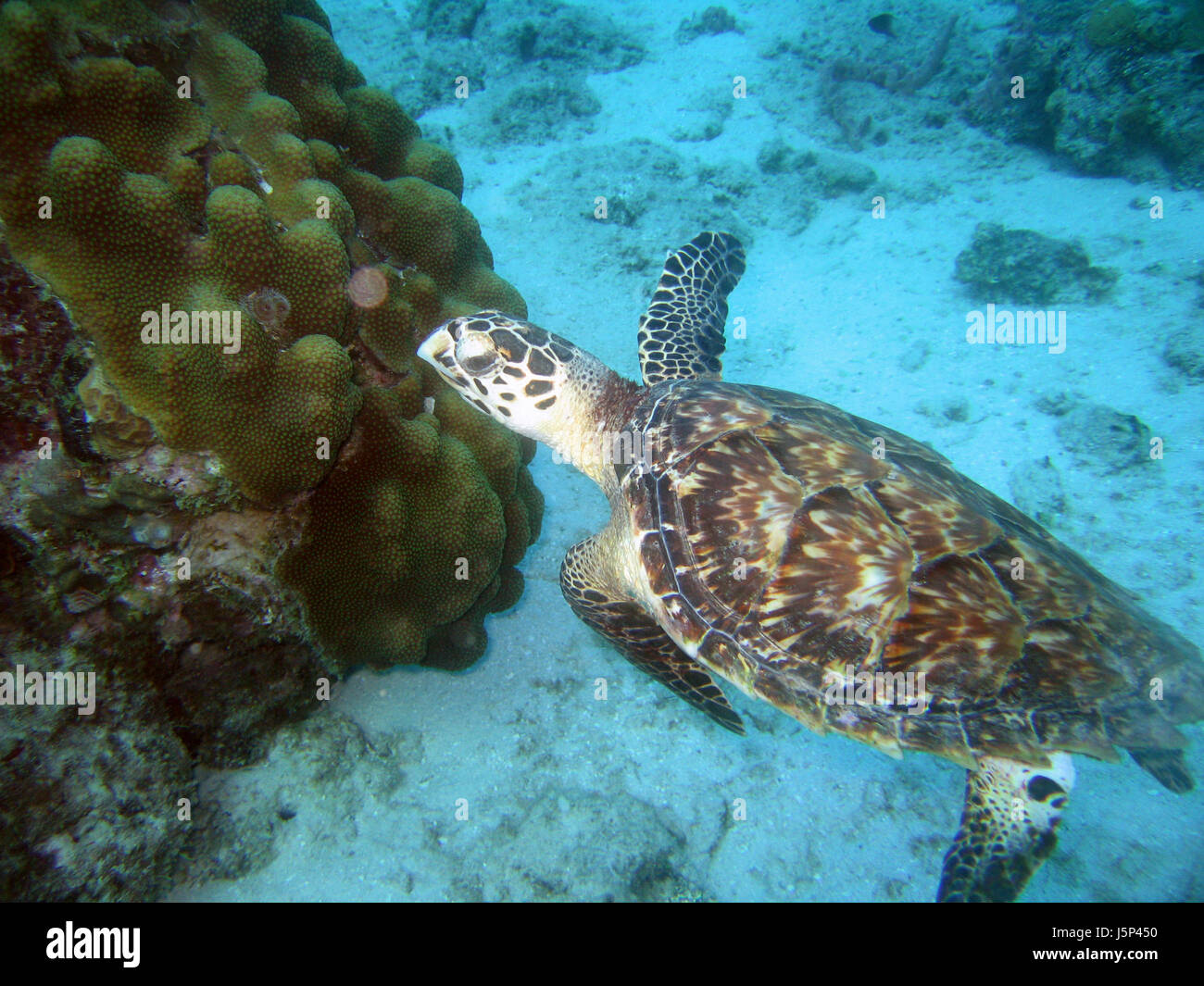 underwater dive caribbean swimming swiming swim swims to do the crawl ...