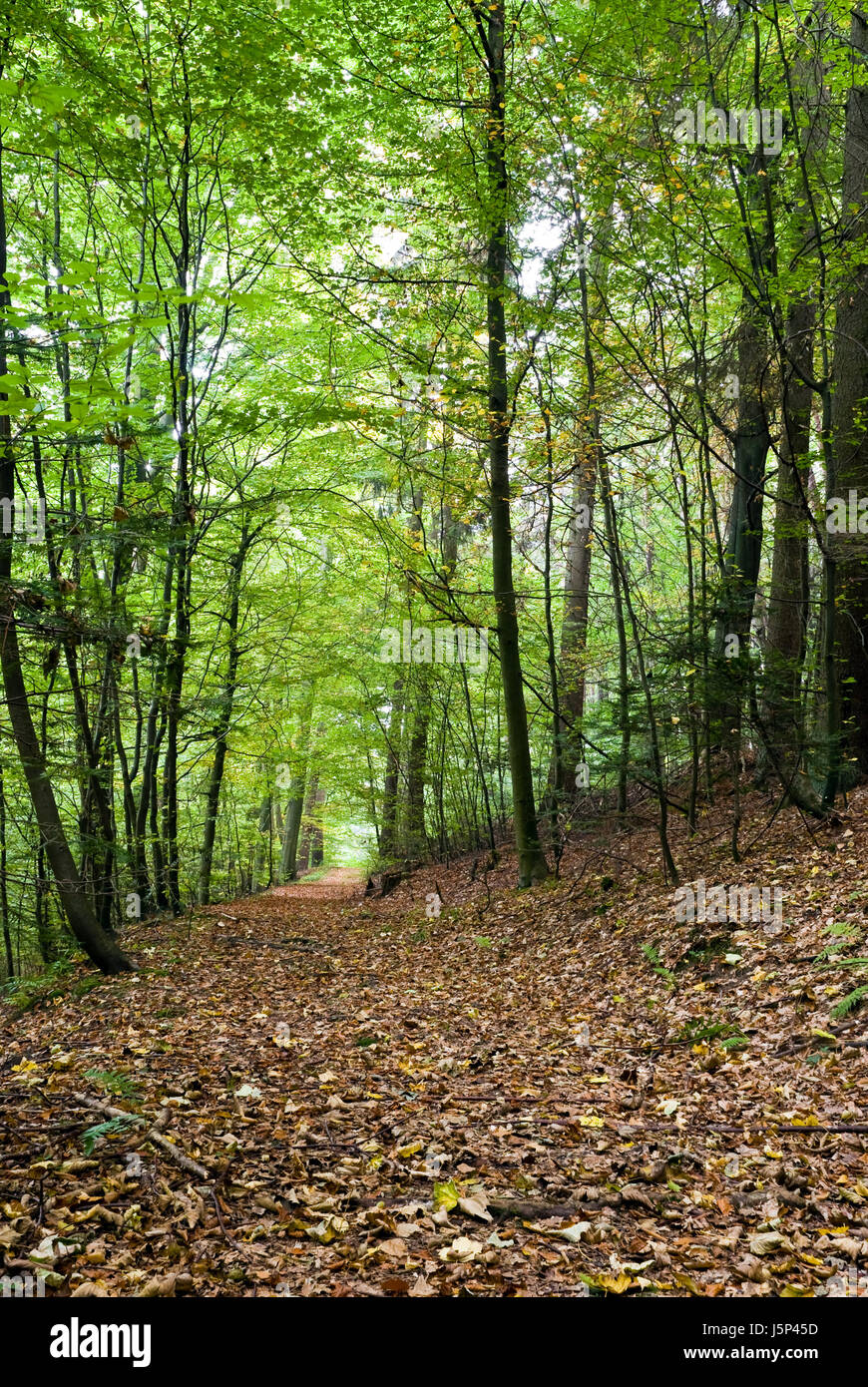 chestnut and maple forest Stock Photo - Alamy