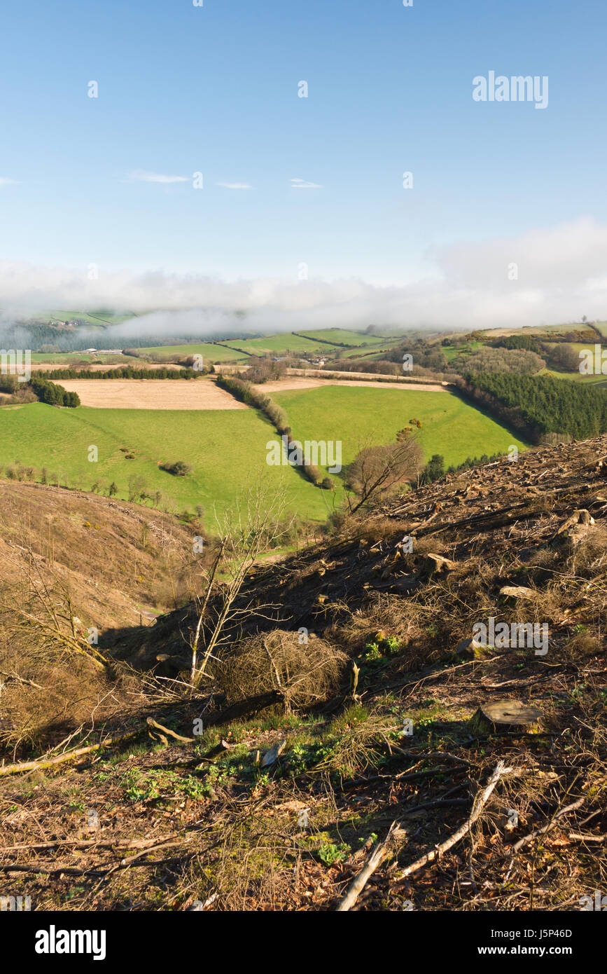 Mist and low cloud across the woods and forestry plantations on the ...