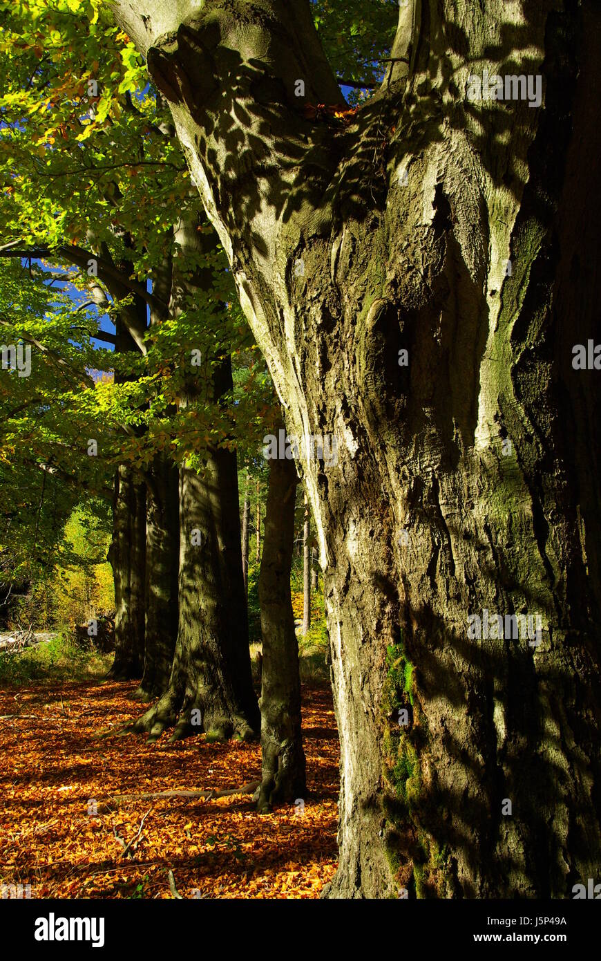 Beech at 11 hi-res stock photography and images - Alamy