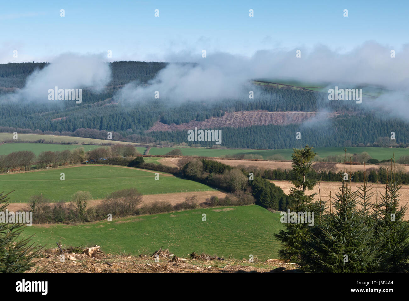 Mist and low cloud across the woods and forestry plantations on the ...