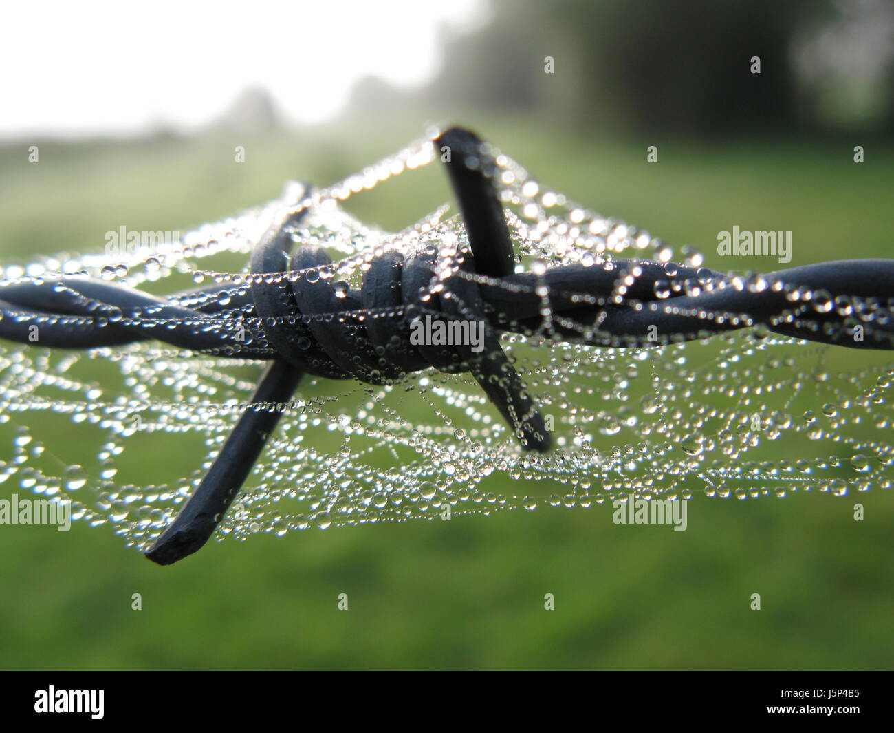 net dew dewdrop barbed wire moist cobweb spiders web drop drip drops ...