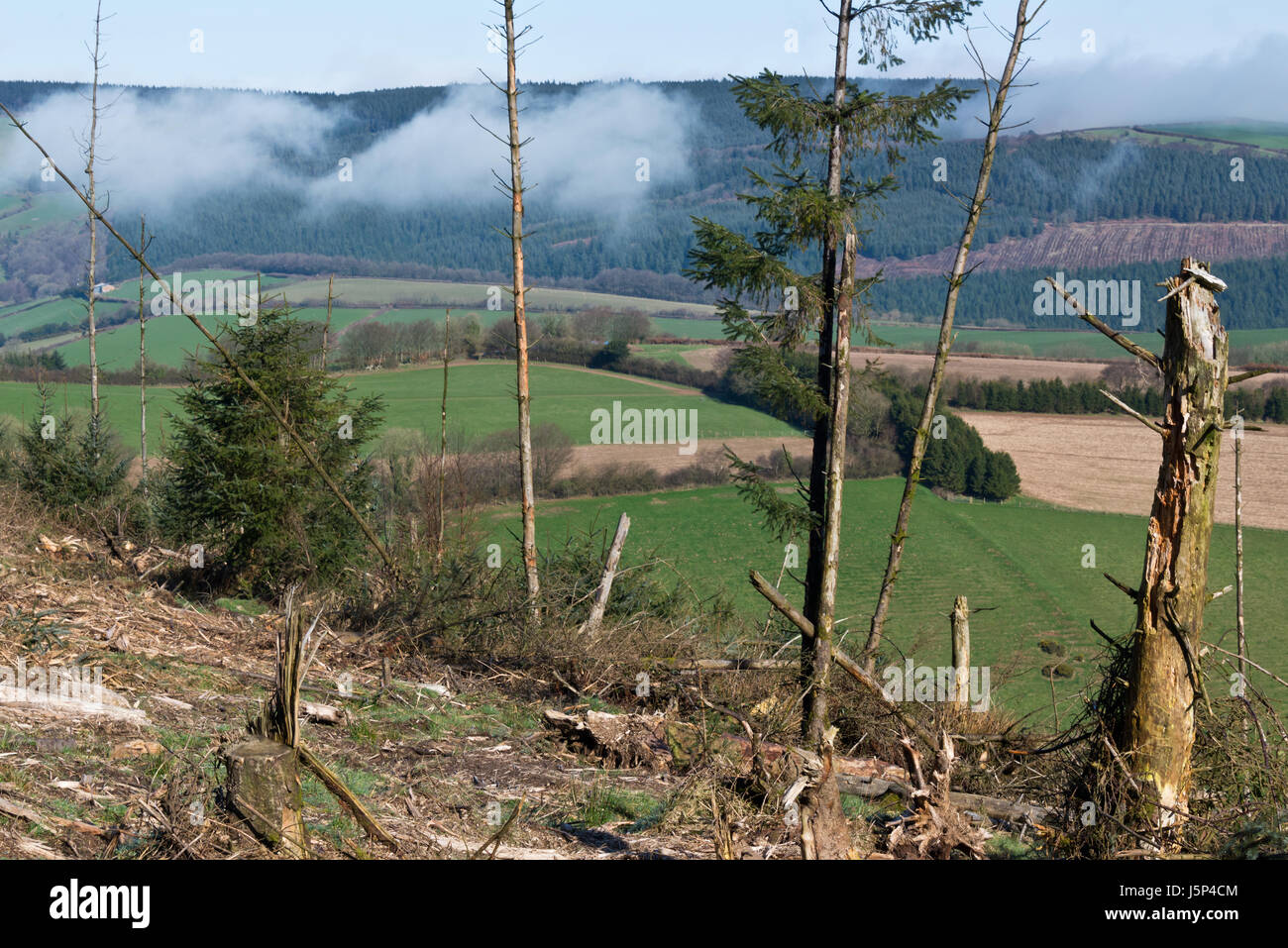 Mist and low cloud across the woods and forestry plantations on the ...