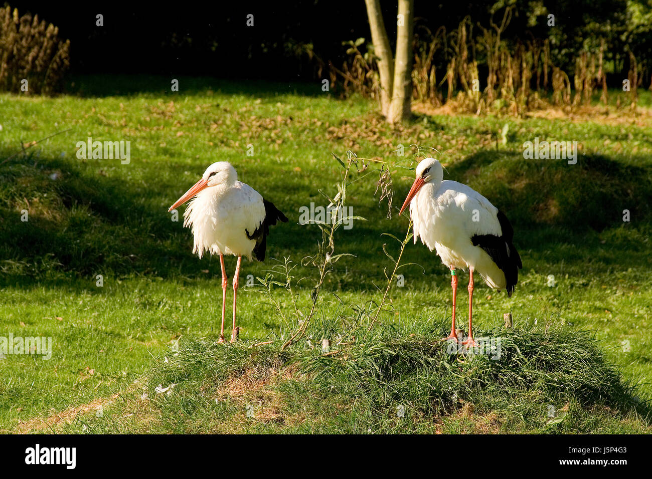 animal bird animals birds stork nest feathering storks togetherness den ...