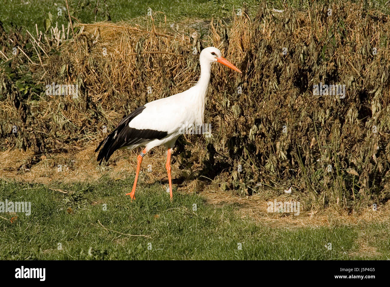 feathers beak acre stork storks search quest beaks feather weissstorch ...