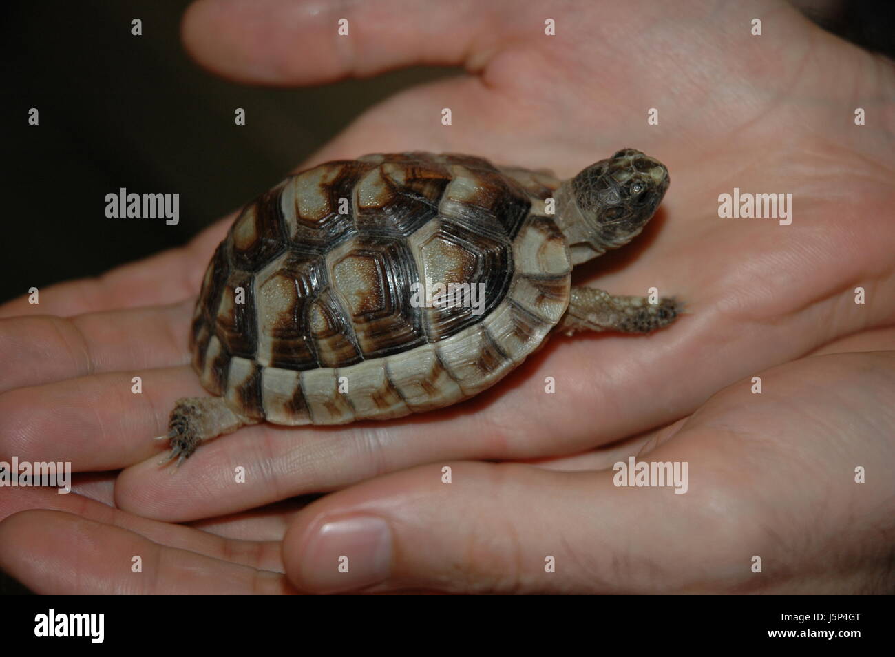 hand hands finger animal pet reptile skin look glancing see view ...