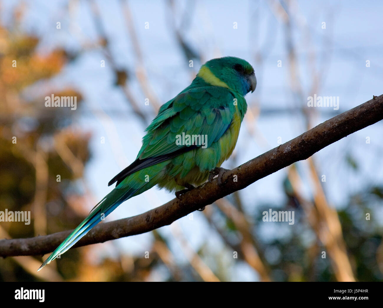 colour tree trees animal bird green animals birds branches branch ...