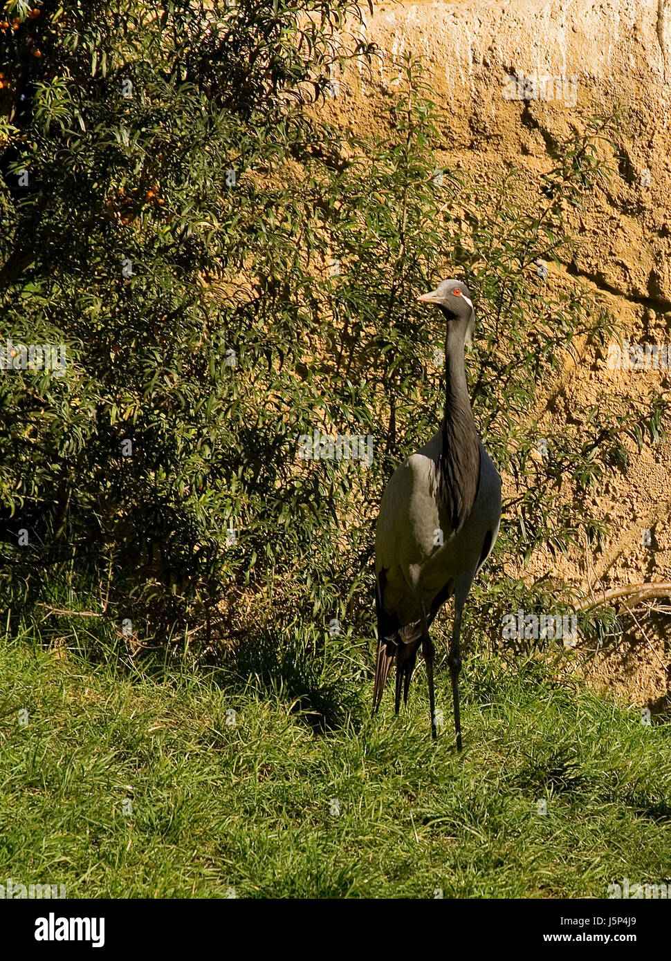 wait waiting legs waters animal bird animals birds observation feathers ...