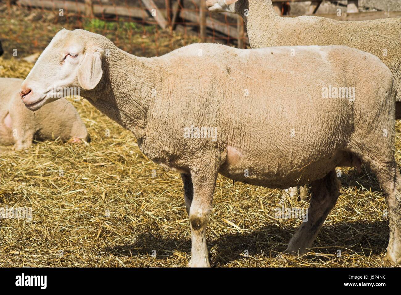 animal mammal agriculture farming horizontal sheep beige farm landscape ...