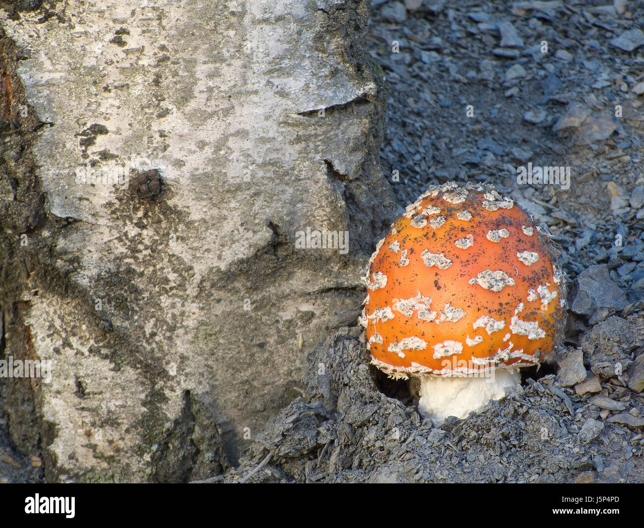 coal fly agaric mushroom fungus birch toxic poisonous fall autumn ...