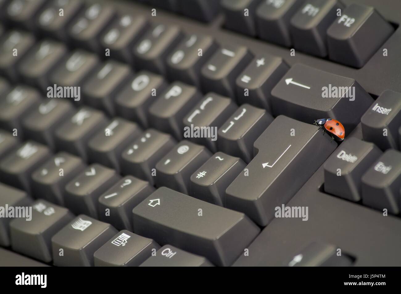 keyboard with ladybug Stock Photo - Alamy
