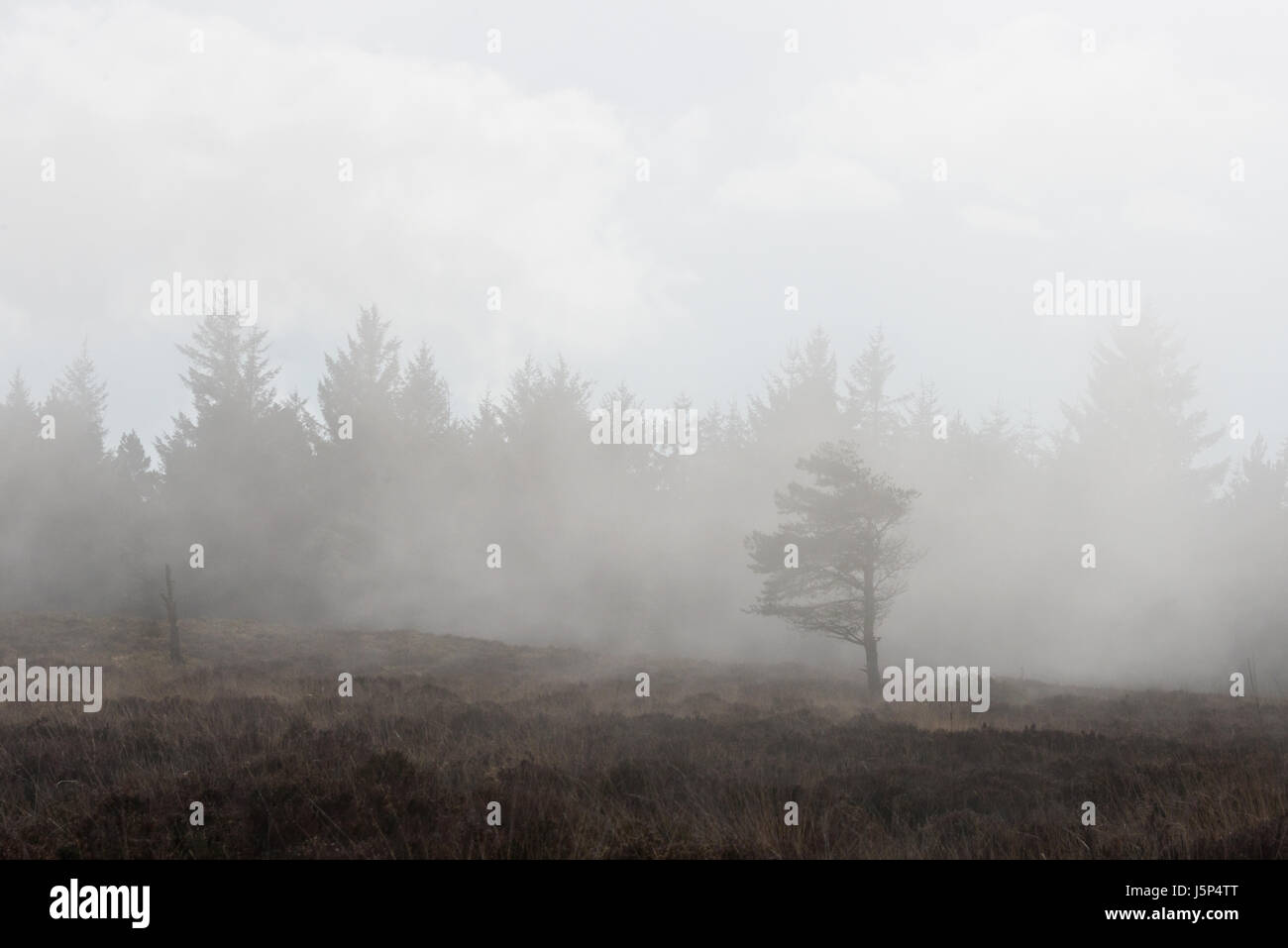 low cloud and mist blowing across the open moor on top of Monkham Hill ...