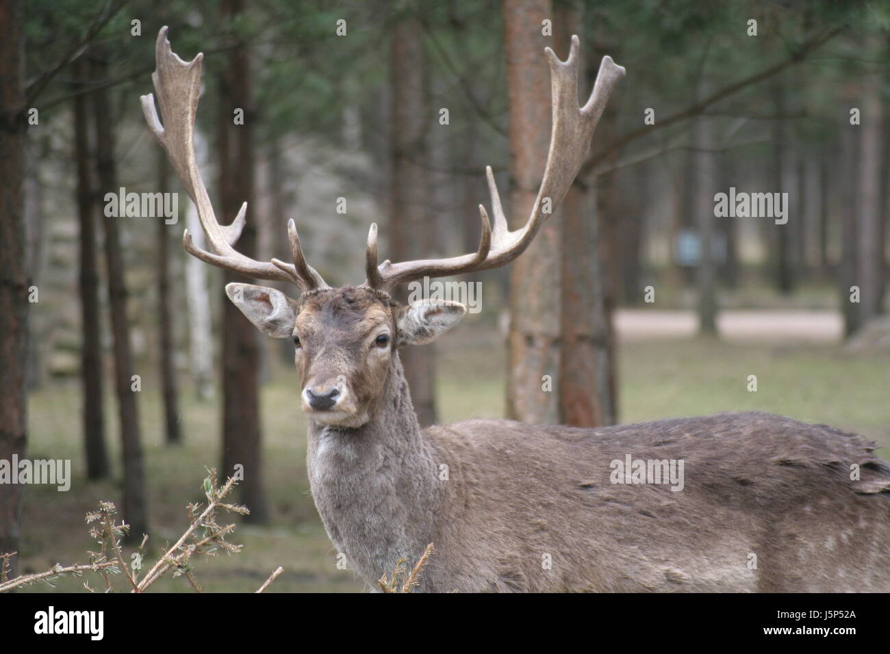 Wildwechsel hi-res stock photography and images - Alamy