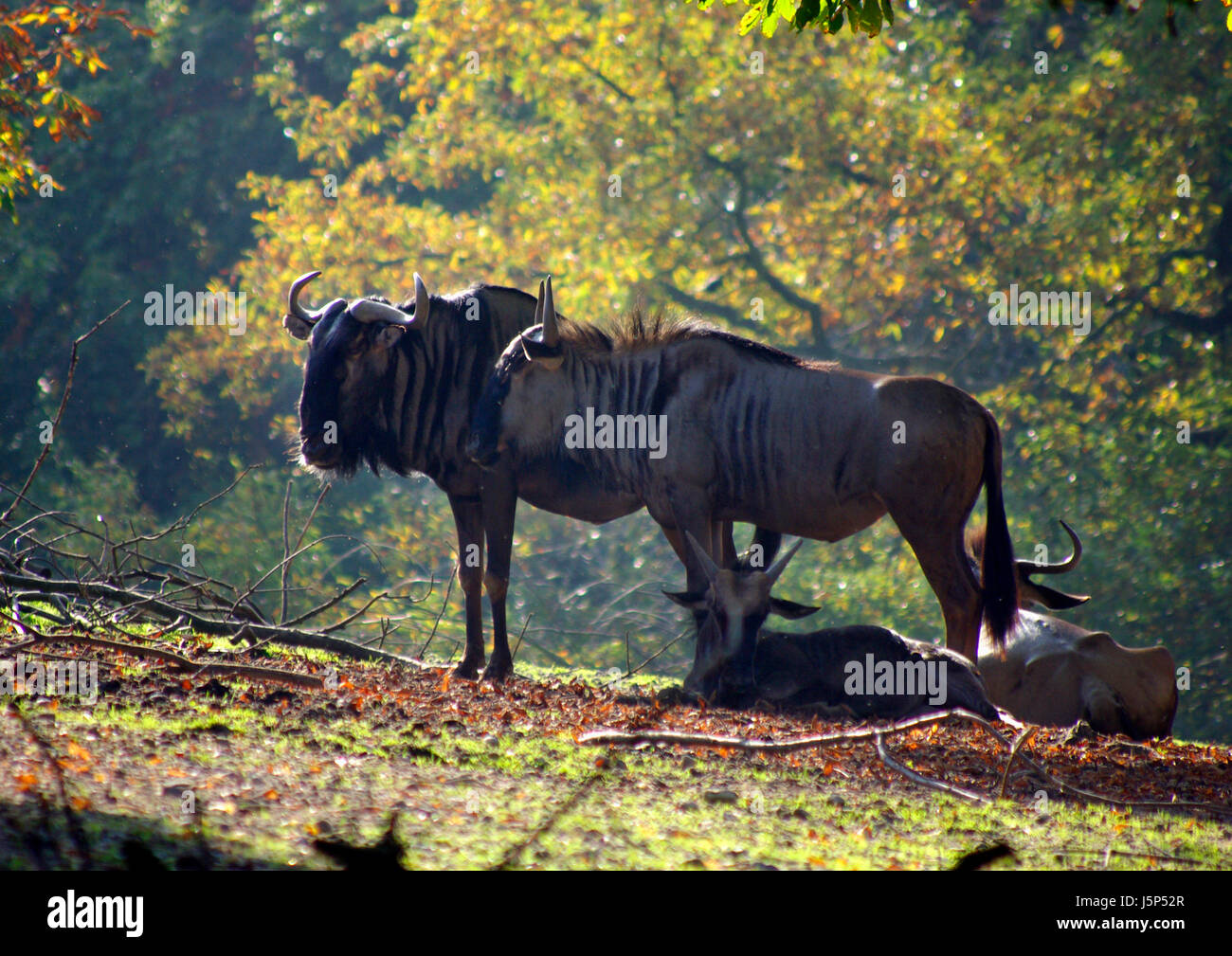 animals autumn foliage calf multicolored buzzer hoofed animal leaves ...