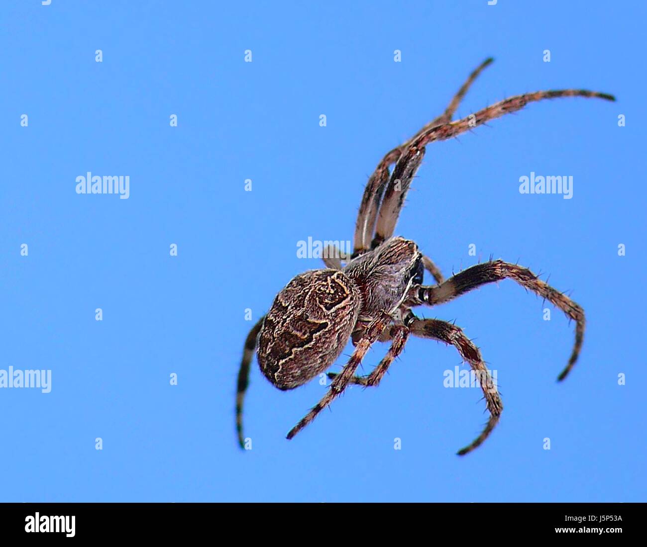 basket spider agalenatea redii Stock Photo - Alamy