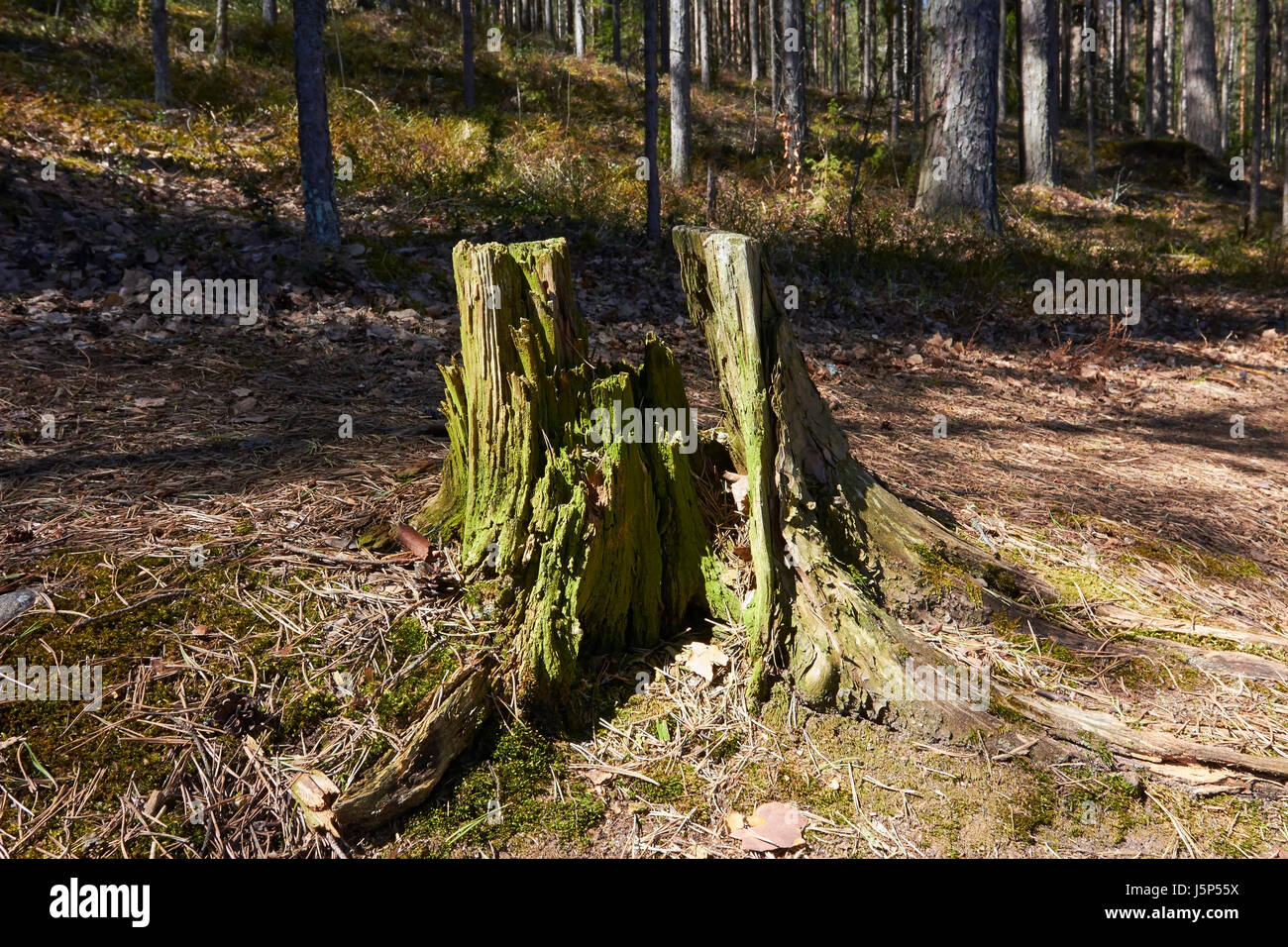 decayed tree stump in forest, Finland Stock Photo - Alamy