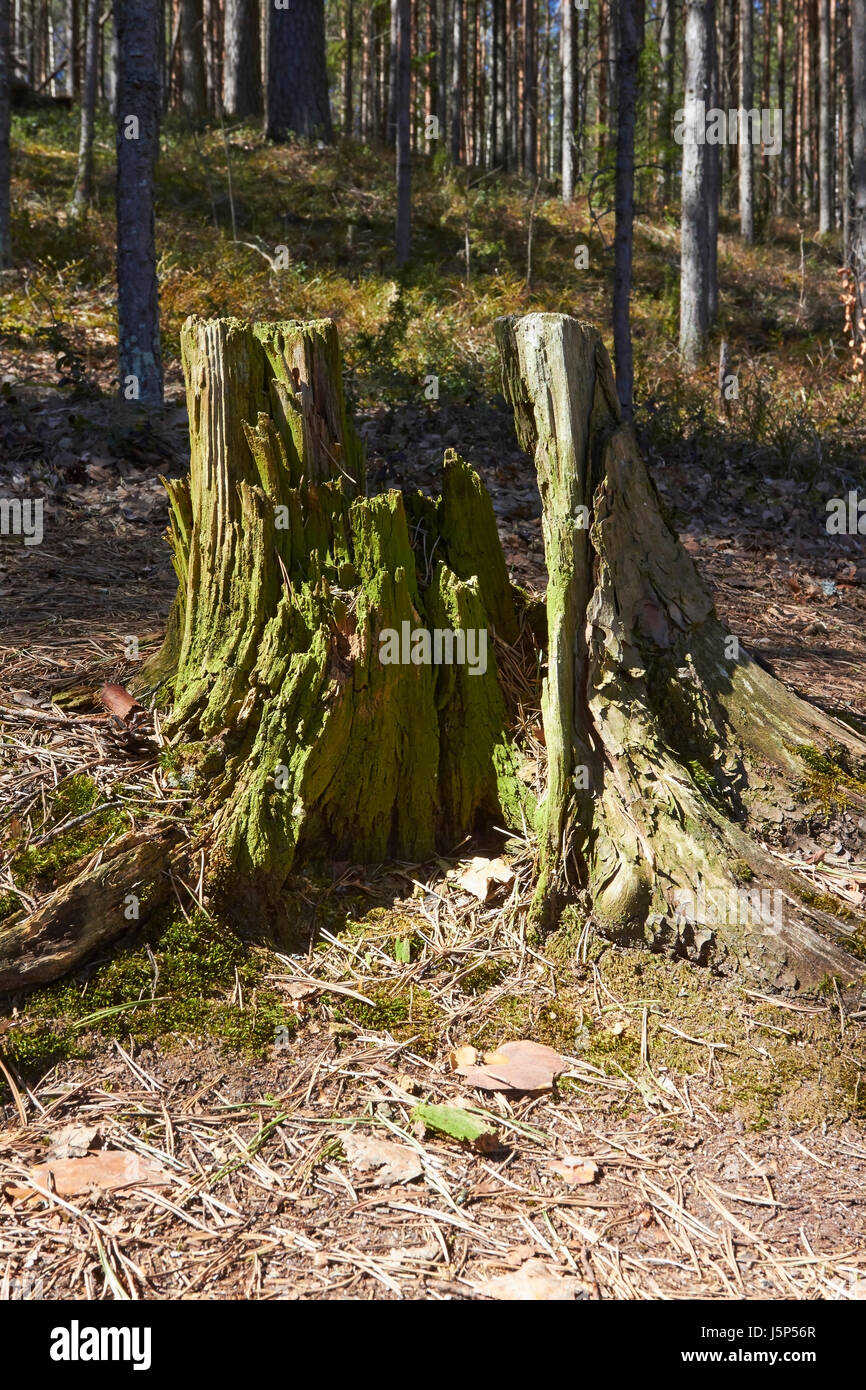 decayed tree stump in forest, Finland Stock Photo - Alamy
