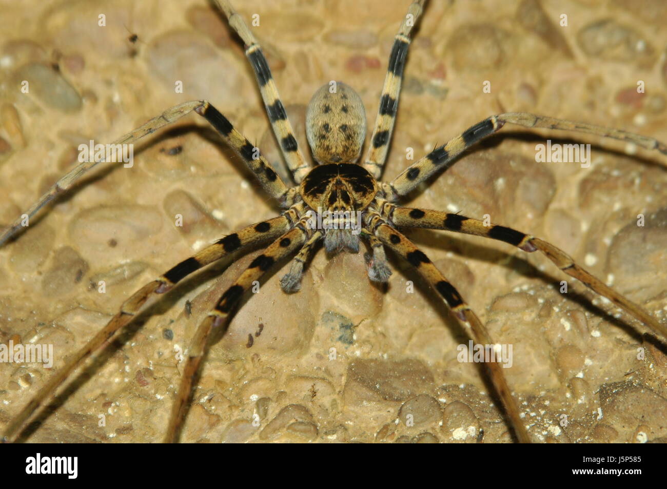 cave,spider,fear,thailand,khao sok national park,sdthailand ...