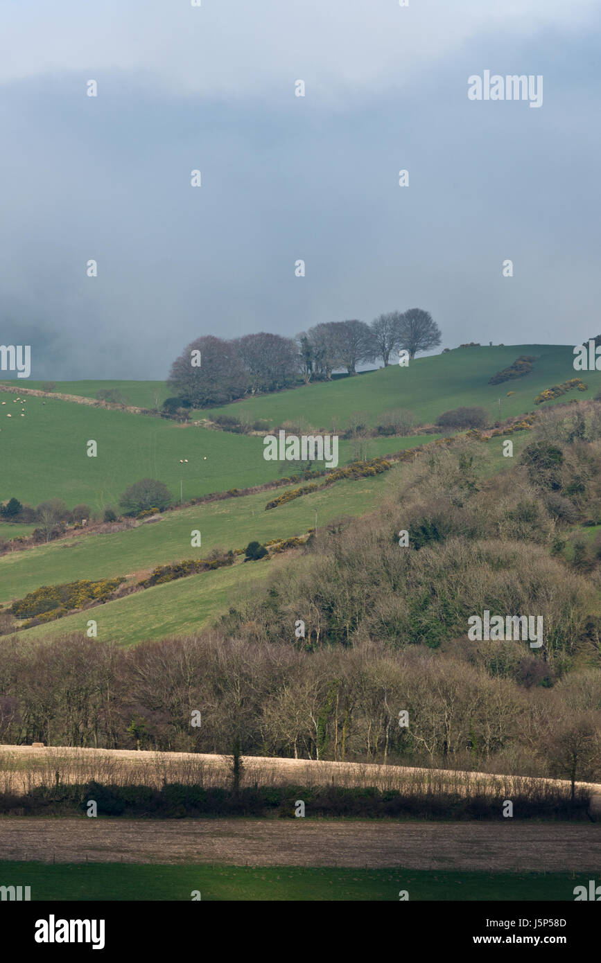 Mist and low cloud across the woods and forestry plantations on the ...