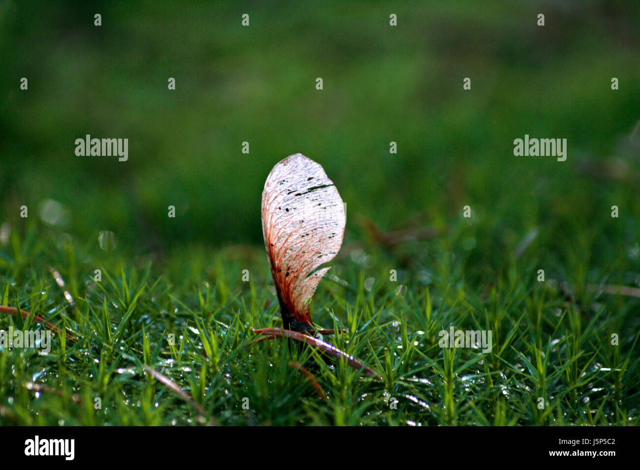 Zwicker hi-res stock photography and images - Alamy