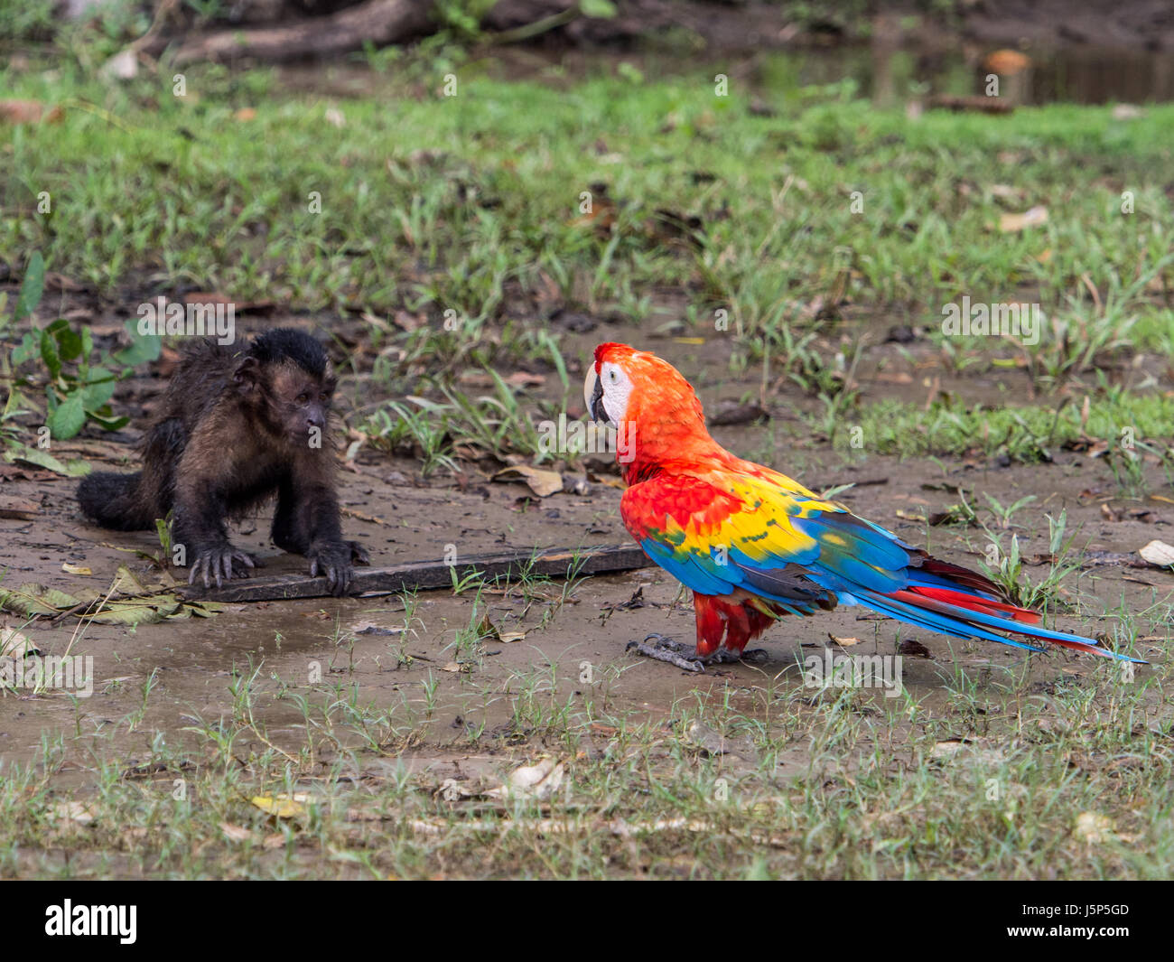 Beautiful scarlet macaw and monkey in the jungle Stock Photo - Alamy