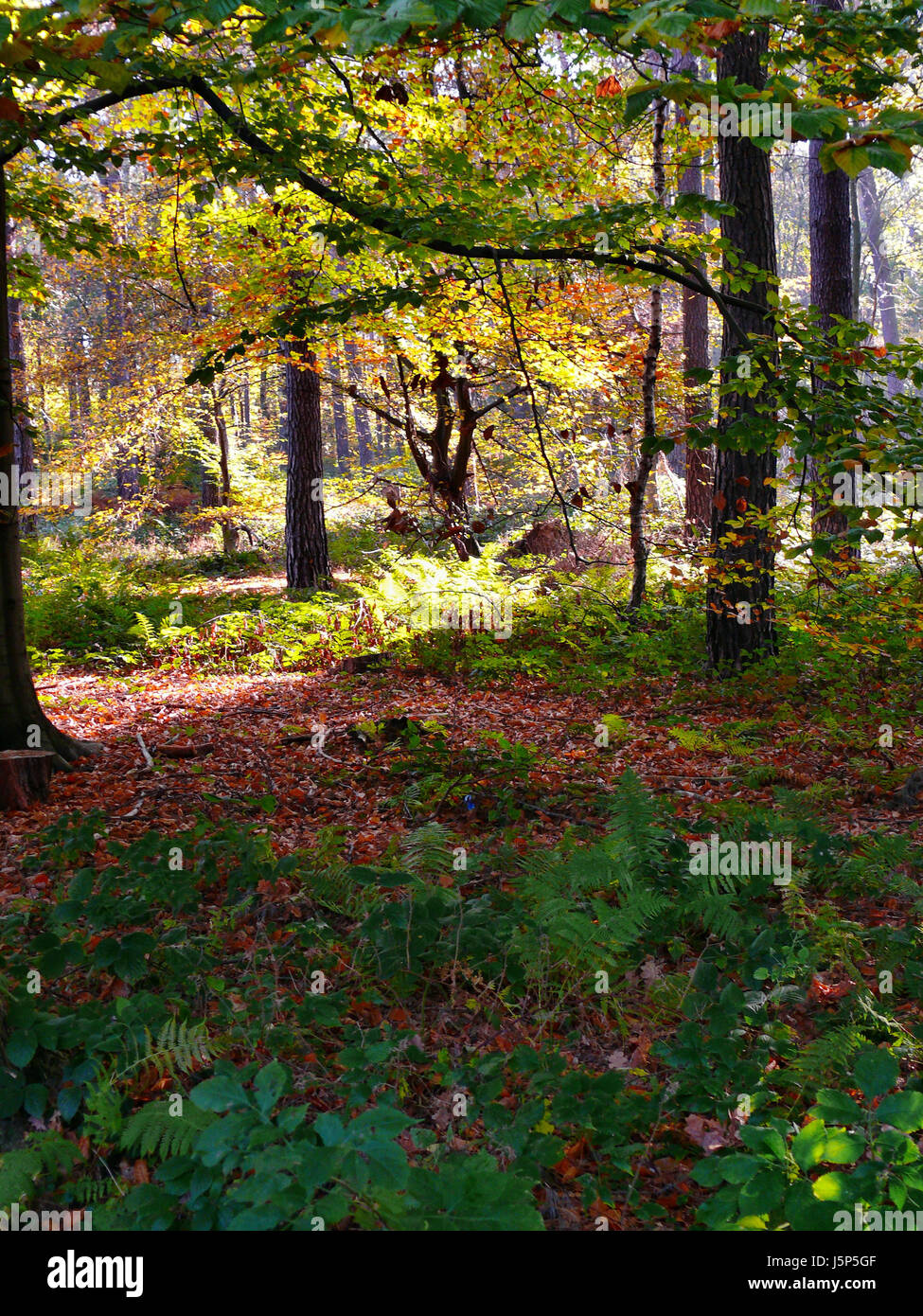 shine shines bright lucent light serene luminous colour tree green ...