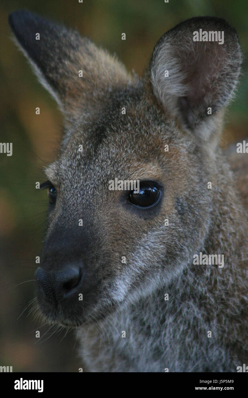 animal national park eye organ australia cub baby kangaroo opossum ...