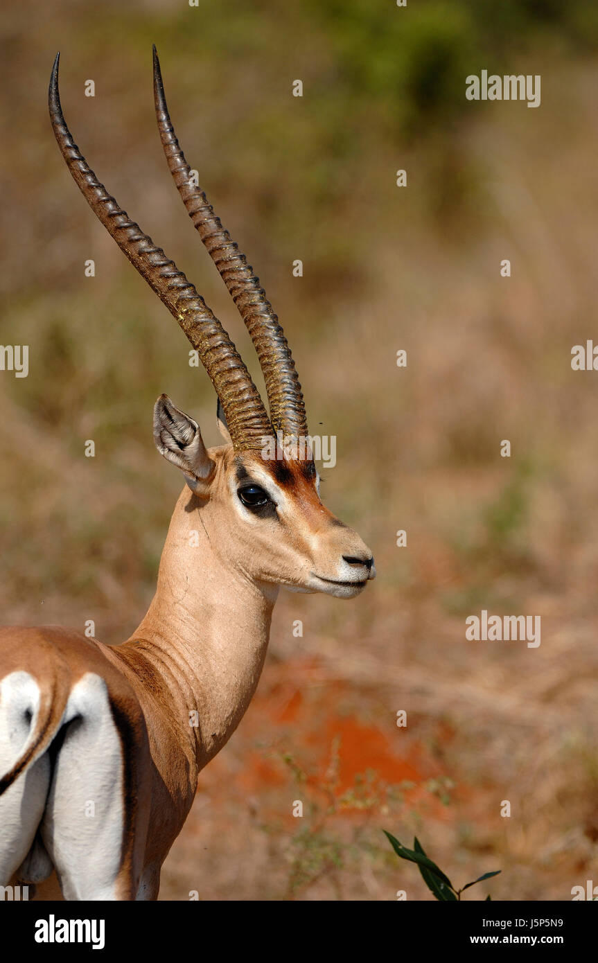 africa kenya look glancing see view looking peeking looking at cornets ...