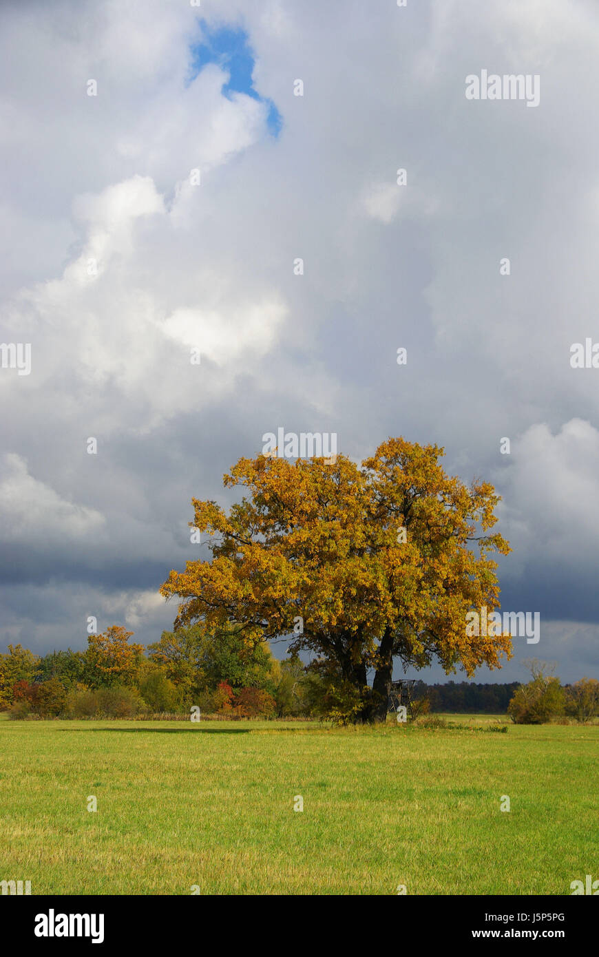 leaf colour tree green coloured colourful gorgeous multifarious richly ...