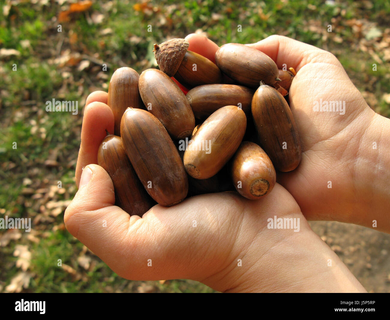 hand finger fodder tree oak fruit do handicrafts organ acorn collect ...