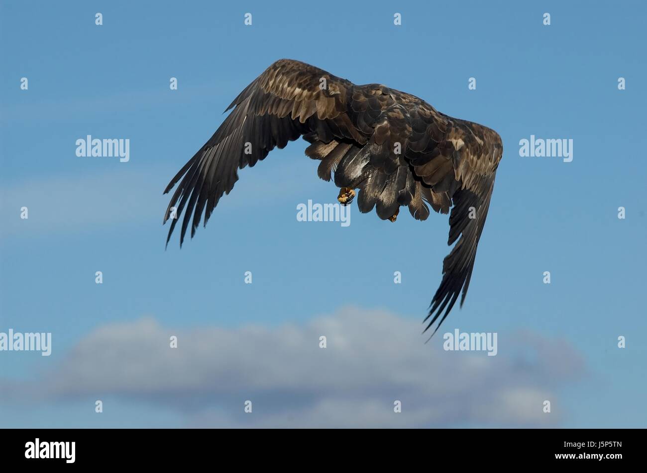 european eagle iv Stock Photo - Alamy
