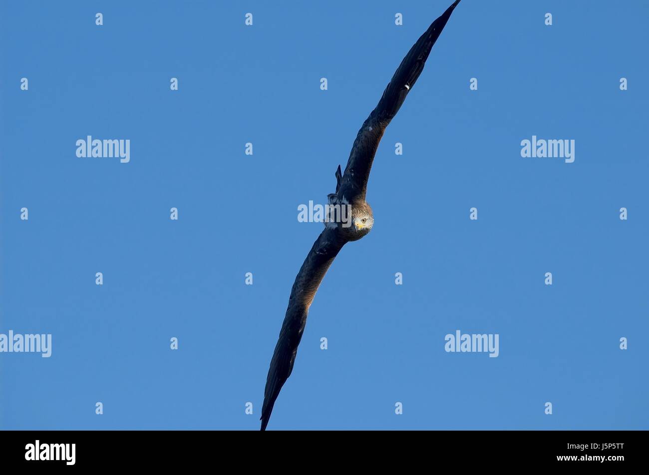 blue flight hunter raptor birds of prey tele frontally free firmament ...