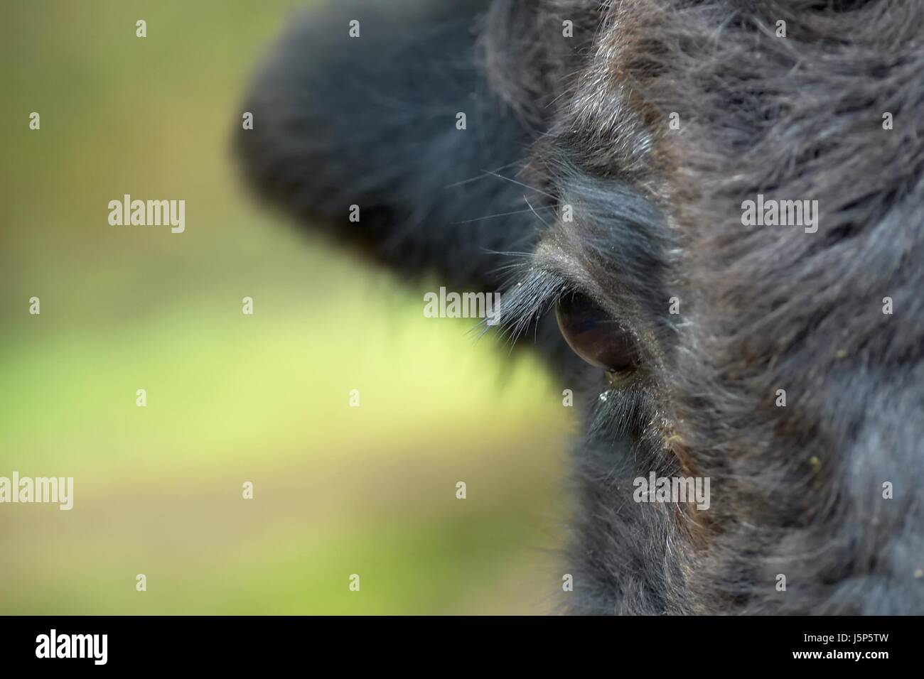the eye of the yak Stock Photo - Alamy