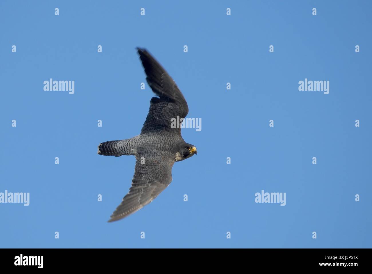 blue hunter eye organ falcon raptor birds of prey wing lateral beak ...